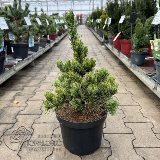 Pinus parviflora 'Aro -Kawa • C 7,5 l • 40/50cm