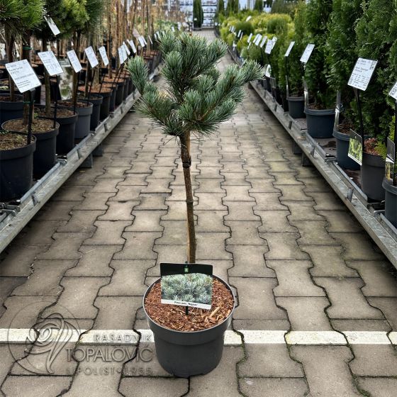 Pinus parviflora 'Negishi' • C 3 l • kalem 40 cm