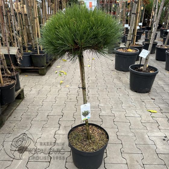 Pinus res. 'Walnong' • C10 L • Kalem 40 cm