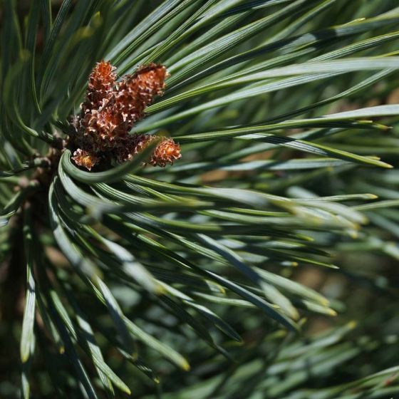 Pinus sylvestris 'Watereri' • C 10 L • Kalem 60 cm