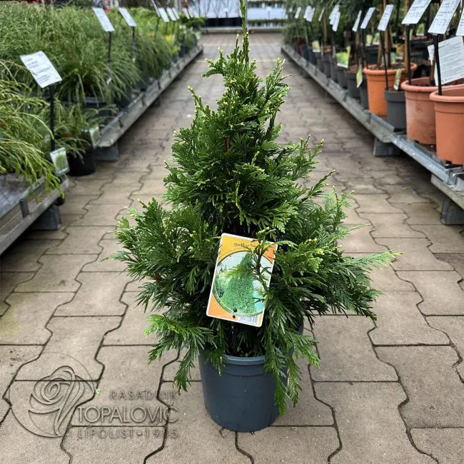 Thuja plicata 'Can- Can' • C 3 L • 25/30 cm