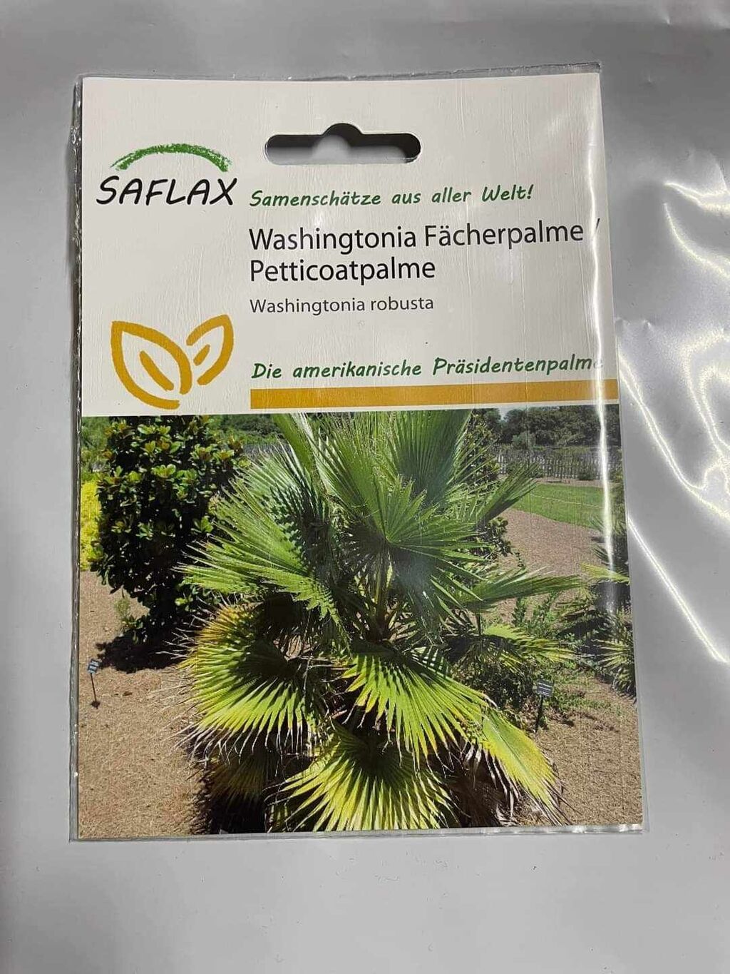 Washingtonia robusta - Mexican fan palm Cena:2000din/ Pakovanje od 12