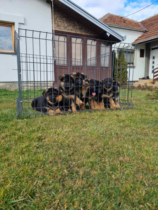 Nemacki Ovcar TOP štenci