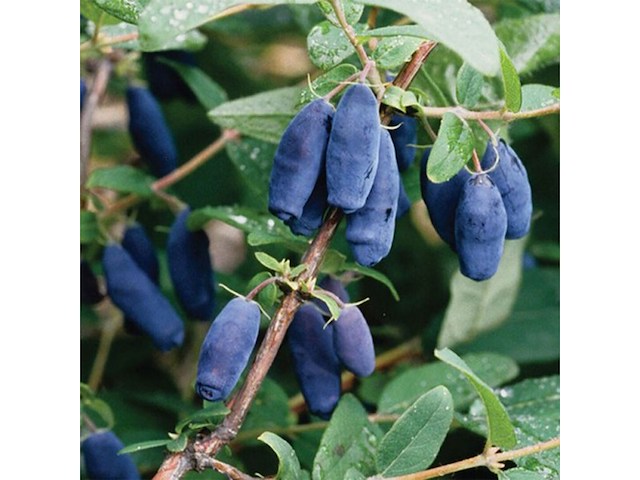 Lonicera caerulea (seme) Kamcatska borovnica