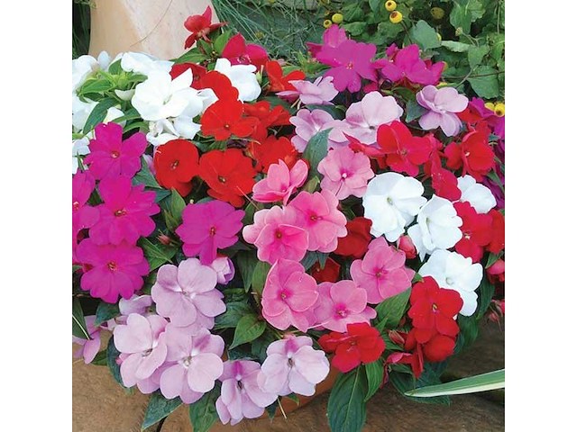 LEPI JOVA (IMPATIENS NANO BABY) - 50 SEMENA