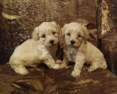 MALTIPOO, štenad, 2 mužijačiça