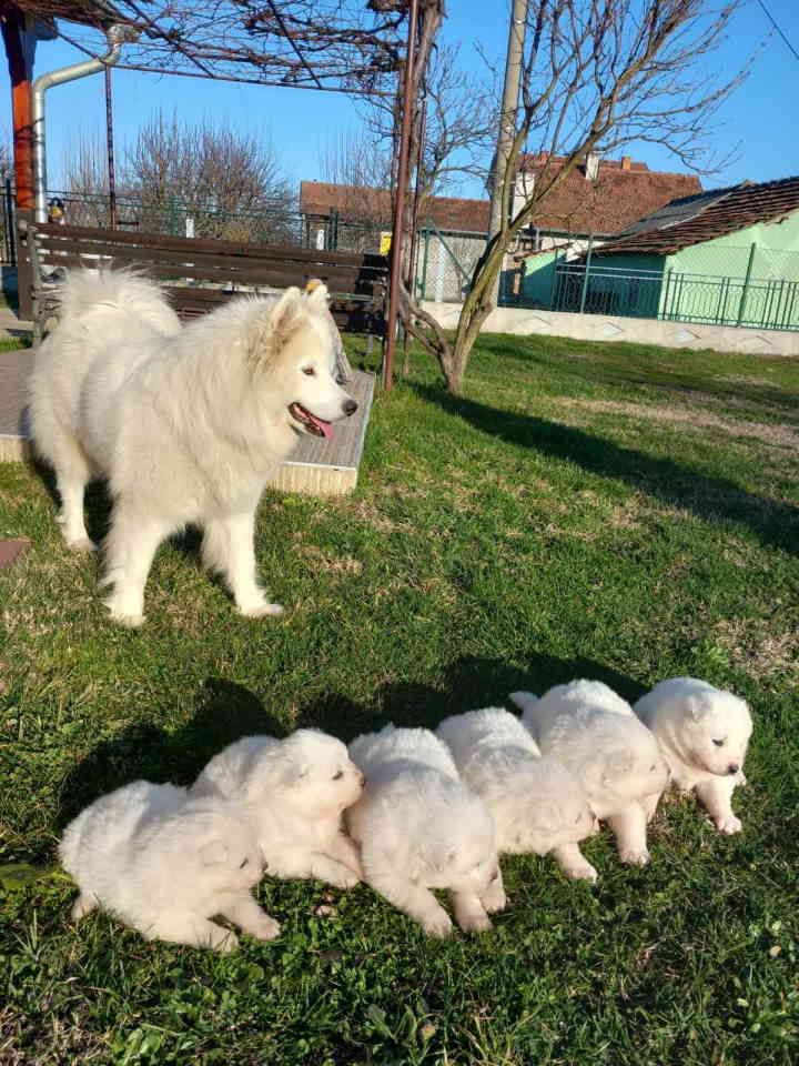 Na prodaju štenci sibirskog SAMOJEDA četiri ženke,