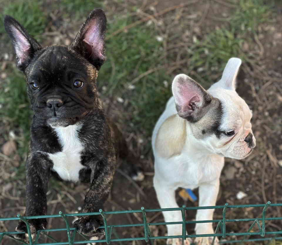 Na prodaju štenci Francuskog Buldog od plavog mužijaka