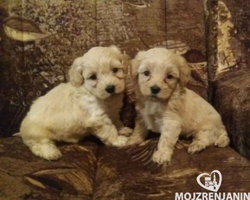 MALTIPOO, štenad, 2 mužijačiça