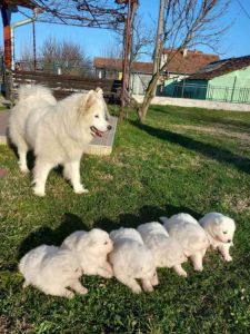 Na prodaju štenci sibirskog SAMOJEDA