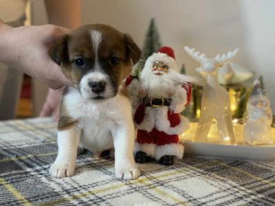 Prelepo žensko štene CHOW CHOW krem bo