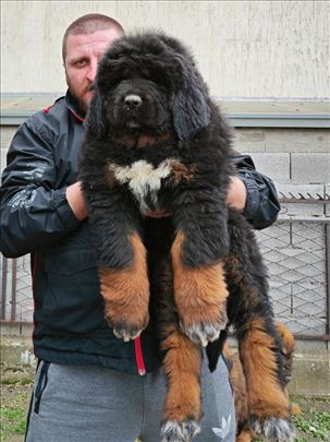 Tibetski mastif, štene