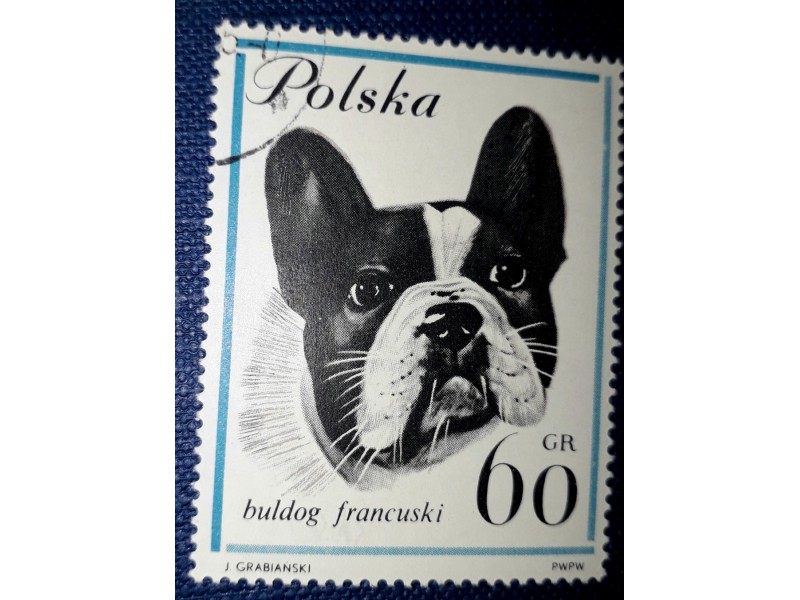 Polska - francuski buldog