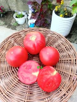 Stara sorta Paradajza,Domaca (bledo roze do crvene boje)-100-300 gr plod...