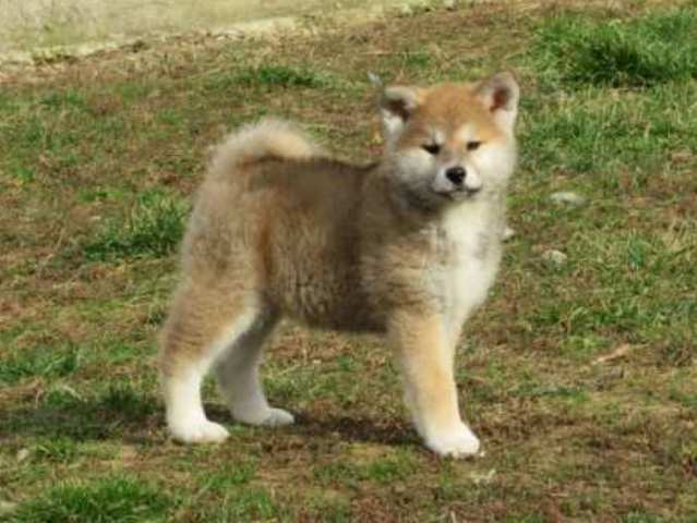 Japanska Akita, štenci