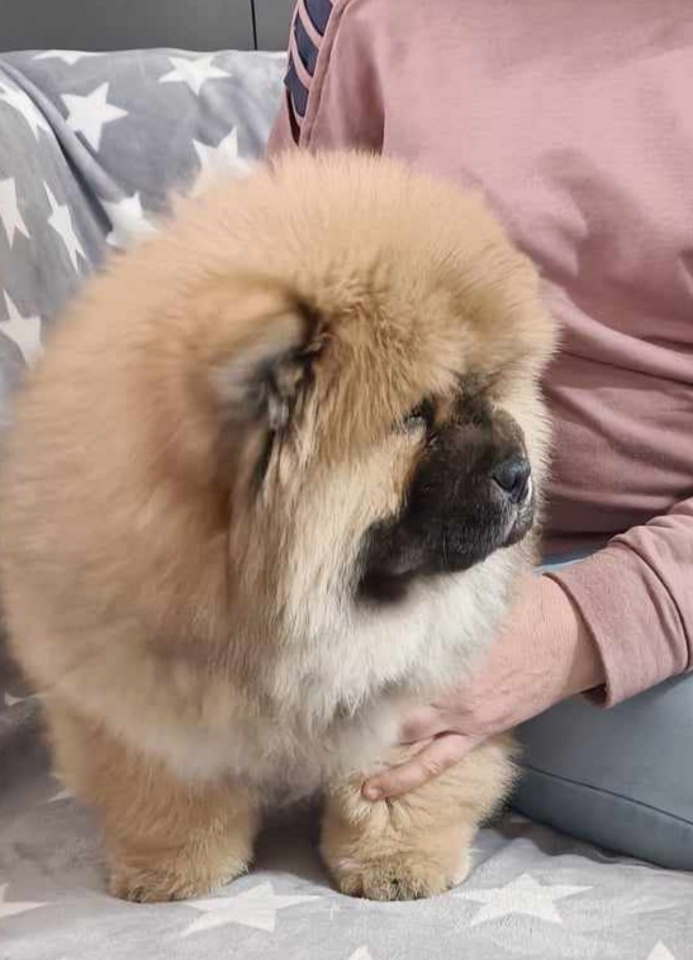 Stenci CHOW CHOW 3 meseca stari