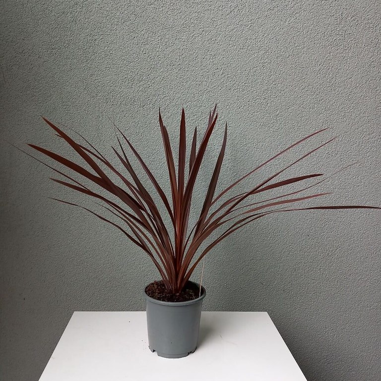 Cordyline australis Red Star 55 cm