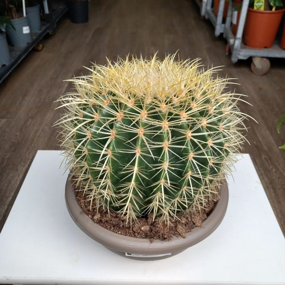 Echinocactus grusonii 25 cm