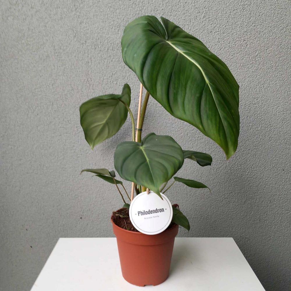 Philodendron 50 cm