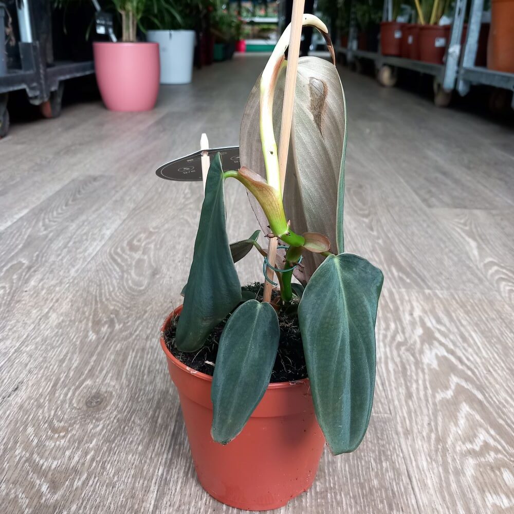 Philodendron Gigas 30 cm