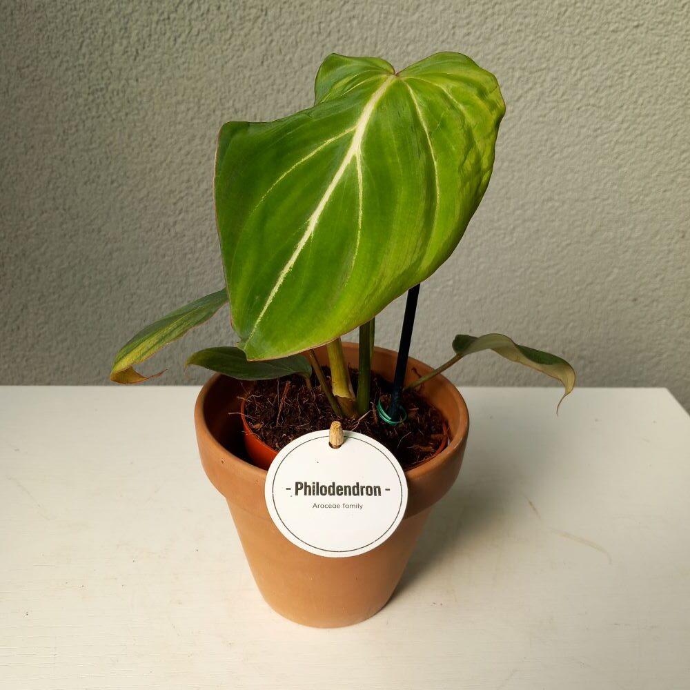 Philodendron Gloriosum 20 cm