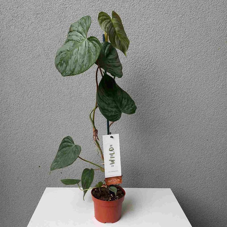 Philodendron Majestic 40 cm
