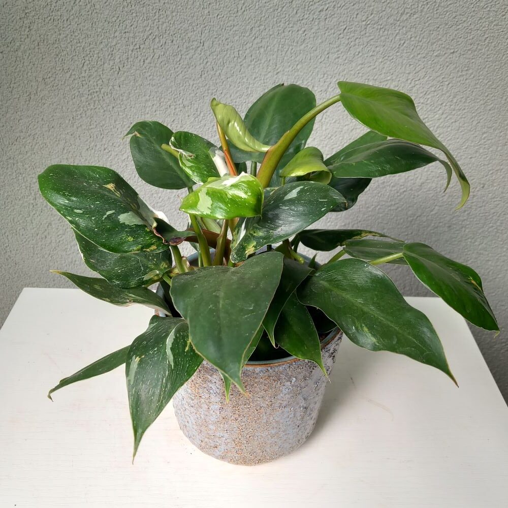 Philodendron White Princess 35 cm