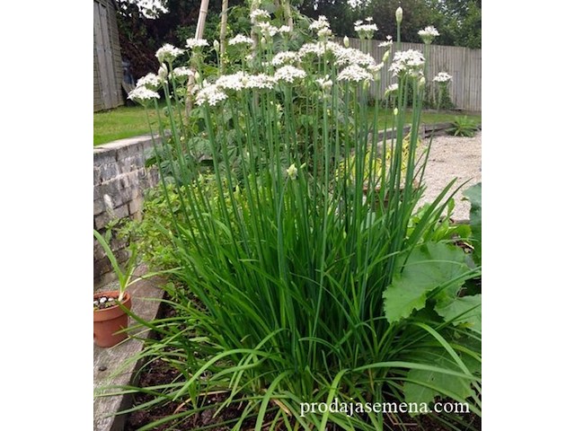 KINESKI VLAŠAC (ALLIUM TUBEROSUM) - 50 SEMENA