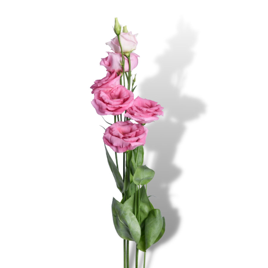 Prodavnica poklona - Lizijantus roze
