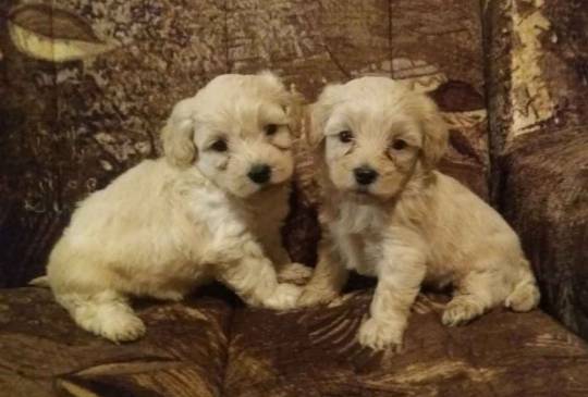 MALTIPOO, štenad, 2 mužijačiça