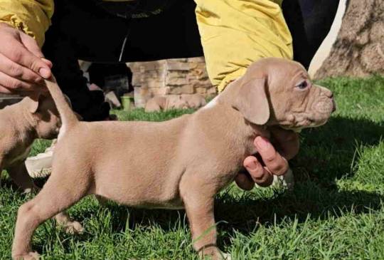 American bully exotic stenci u lilac boj