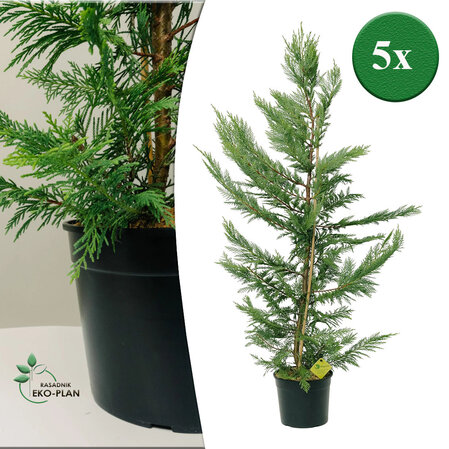 5 x Cupressocyparis leylandii 120 cm