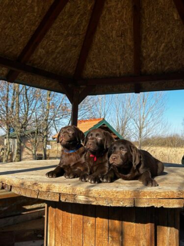 Labrador retriver čokoladni štenci