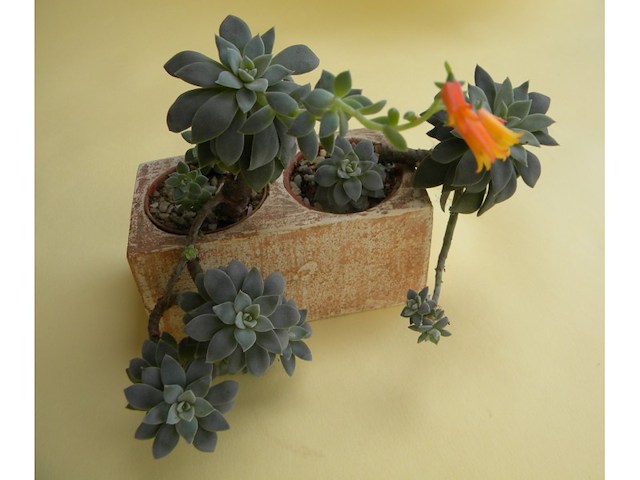 Kaktusi sukulenti Echeveria 1