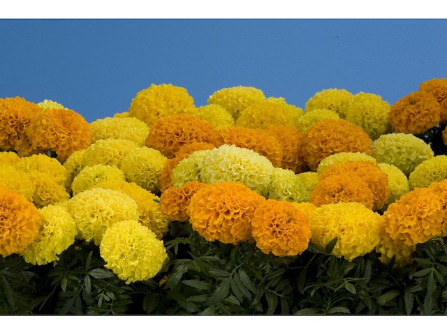 KADIFA VISOKA (TAGETES ERECTA) - 40 SEMENA