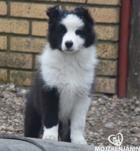 Border koli/collie štenci