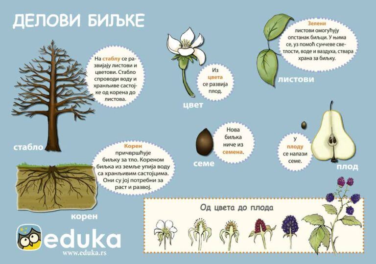 Делови биљке- Постер за предмет биологија 5. до 8. разред димензије постера 100x70cm