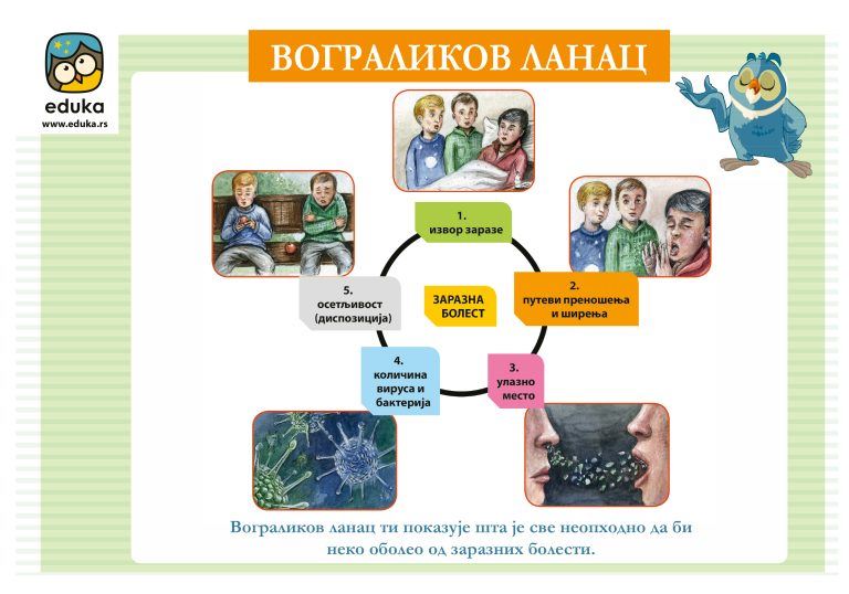 Вограликов ланац- Постер за предмет биологија 5. до 8. разред димензије постера 100x70cm