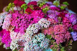 Hajdučka Trava mix (2500 semenki) Achillea Millefolium Pastel Mix