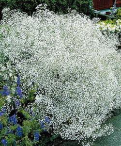Šlajer Beli (600 semenki) Gypsophila Paniculata - višegodišnja