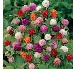 Gomphrena Globosa mix (150 semenki)