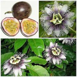 Passiflora Edulis (25 semenki) Marakuja Purple Giant