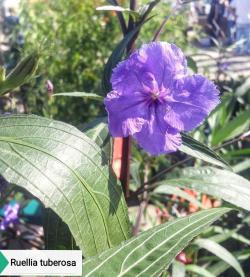 Ruellia tuberosa-meksička petunija