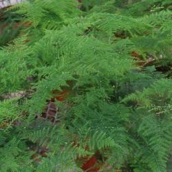 ASPARAGUS plumosus