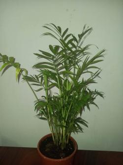 Samadorea - Chamaedorea elegans - brdska palma