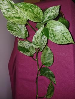 EPIPREMNUM Marble queen - lozica veća