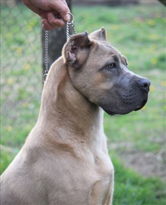 Cane Corso, štenci