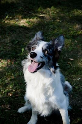 Border Koli Blue Merlie za parenje