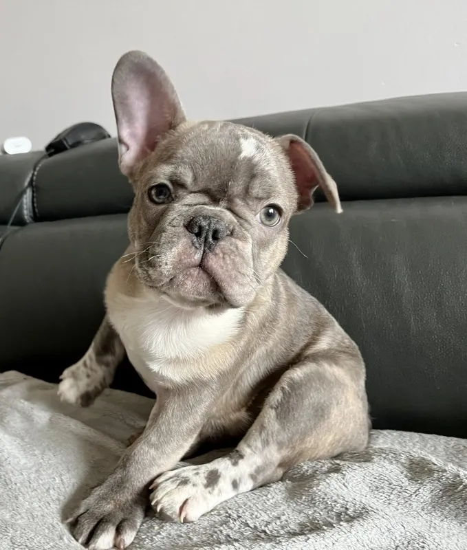 Francuski Buldog PRELEPI štenci