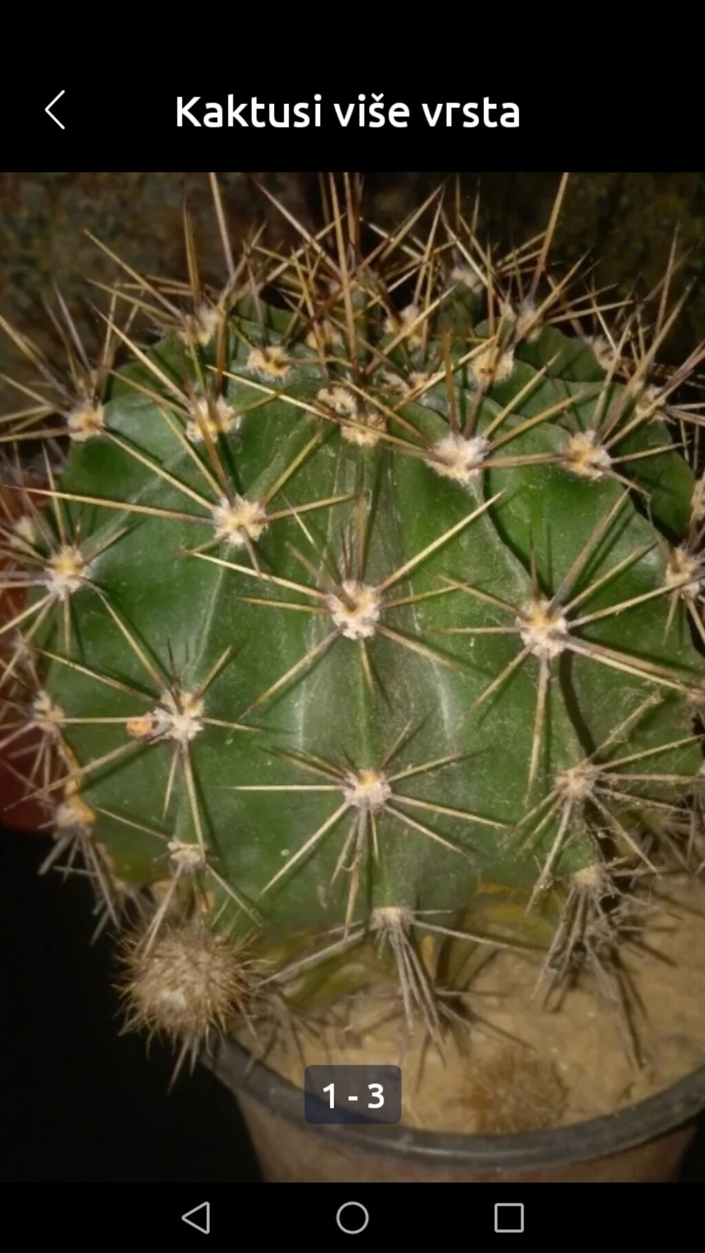 Kaktusi